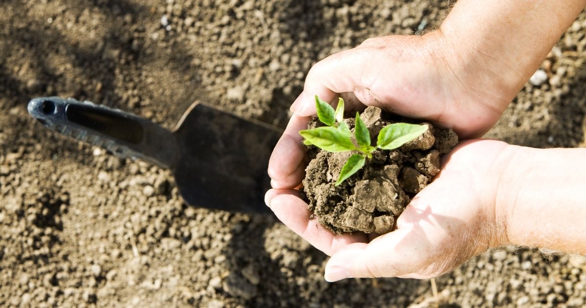 Agro Insurance and IoT